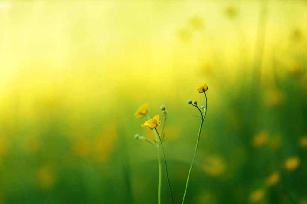 Spring Framework Overview | Dariawan